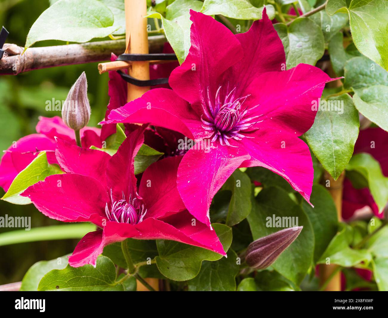 Red summer flowers of the compact hardy climber, Clematis 'Nubia' Stock ...