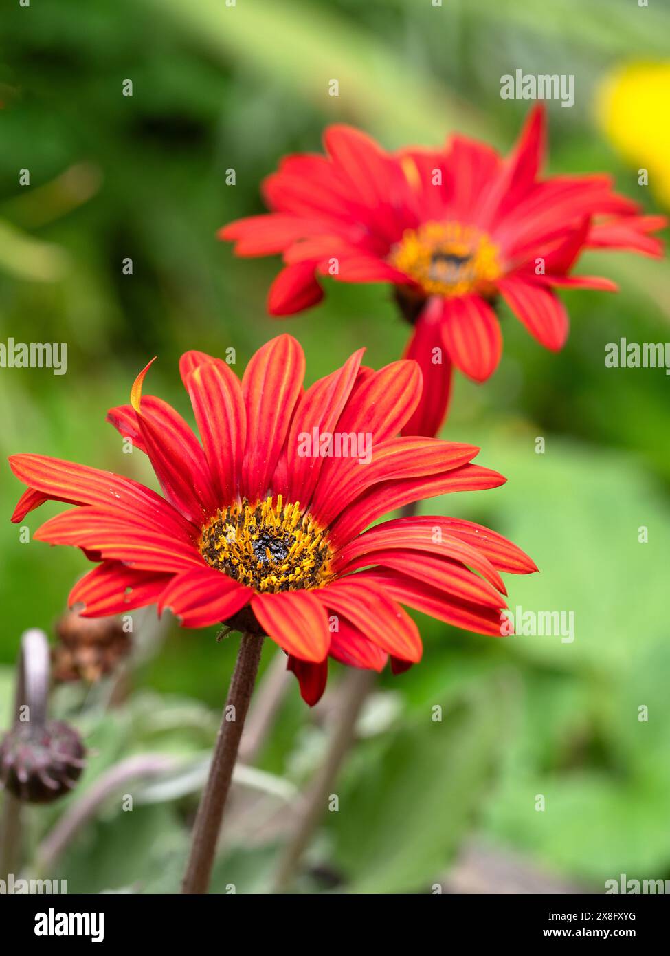 Red flower of the half hardy South African daisy, Arctotis 'Hannah', a ...