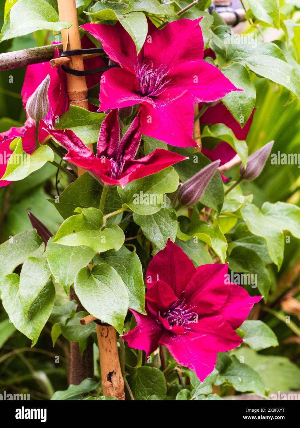 Red summer flowers of the compact hardy climber, Clematis 'Nubia' Stock ...