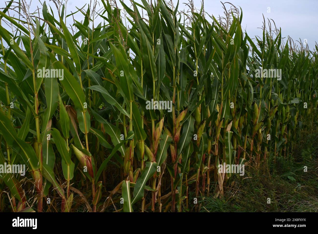 Full frame corn crop hi-res stock photography and images - Alamy