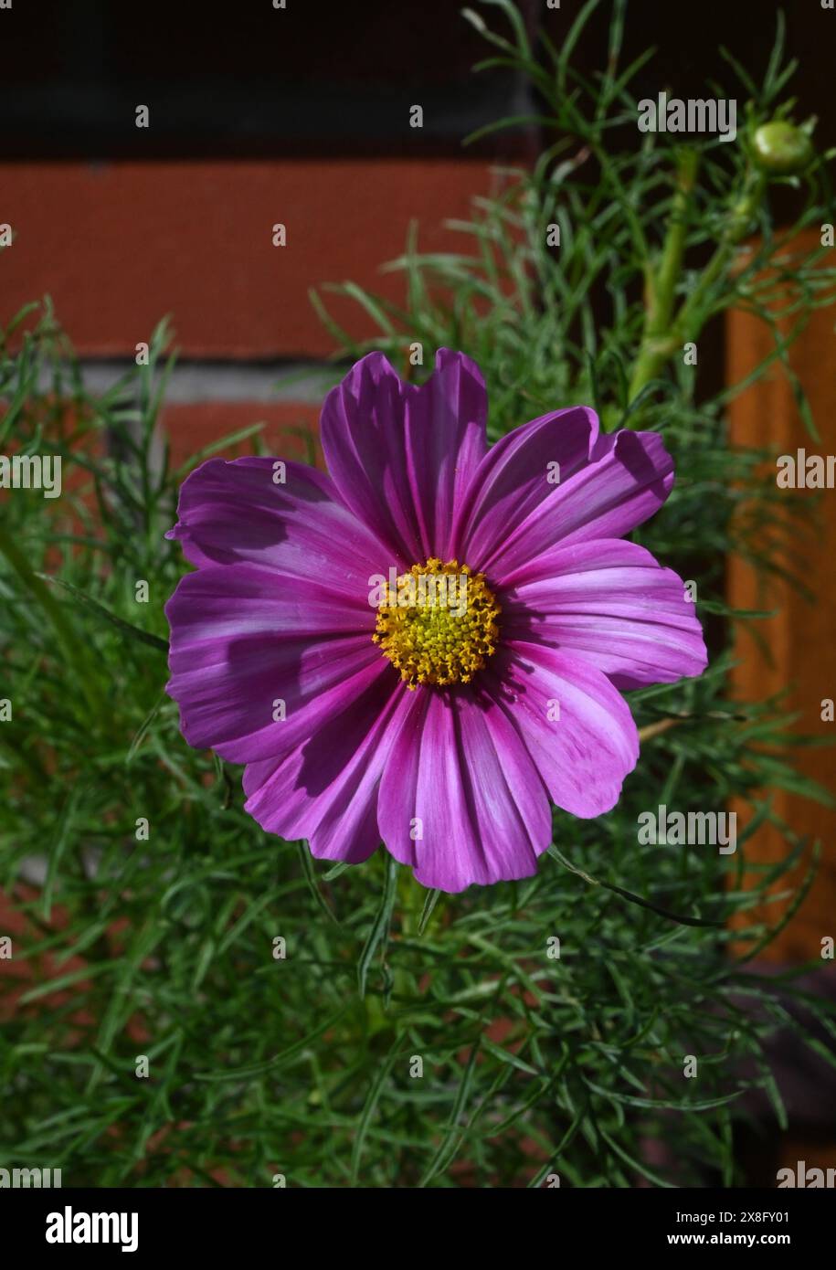 purple cosmos flower Stock Photo - Alamy