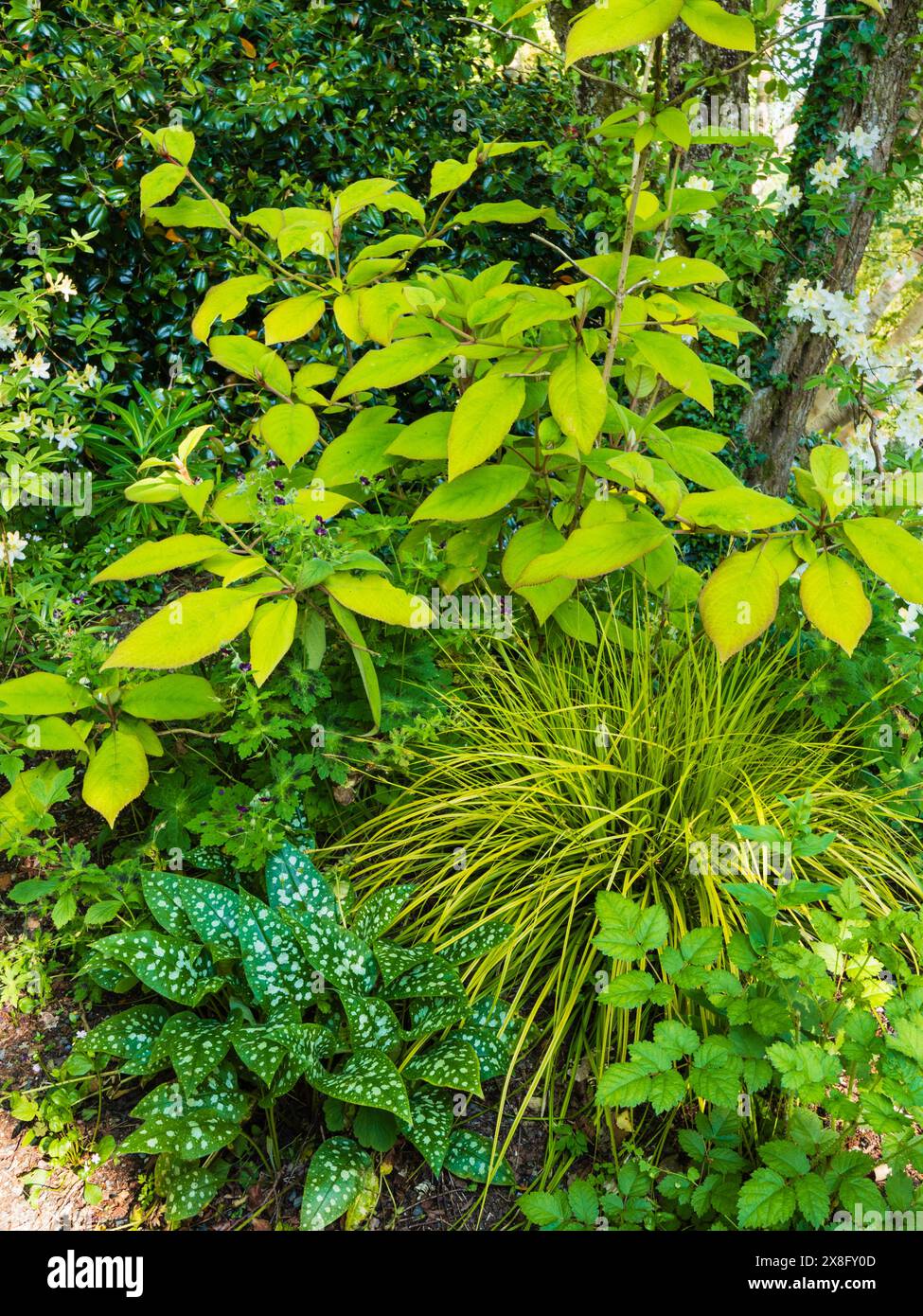Hardy perennials including Carex elata 'Aurea' and well spotted ...