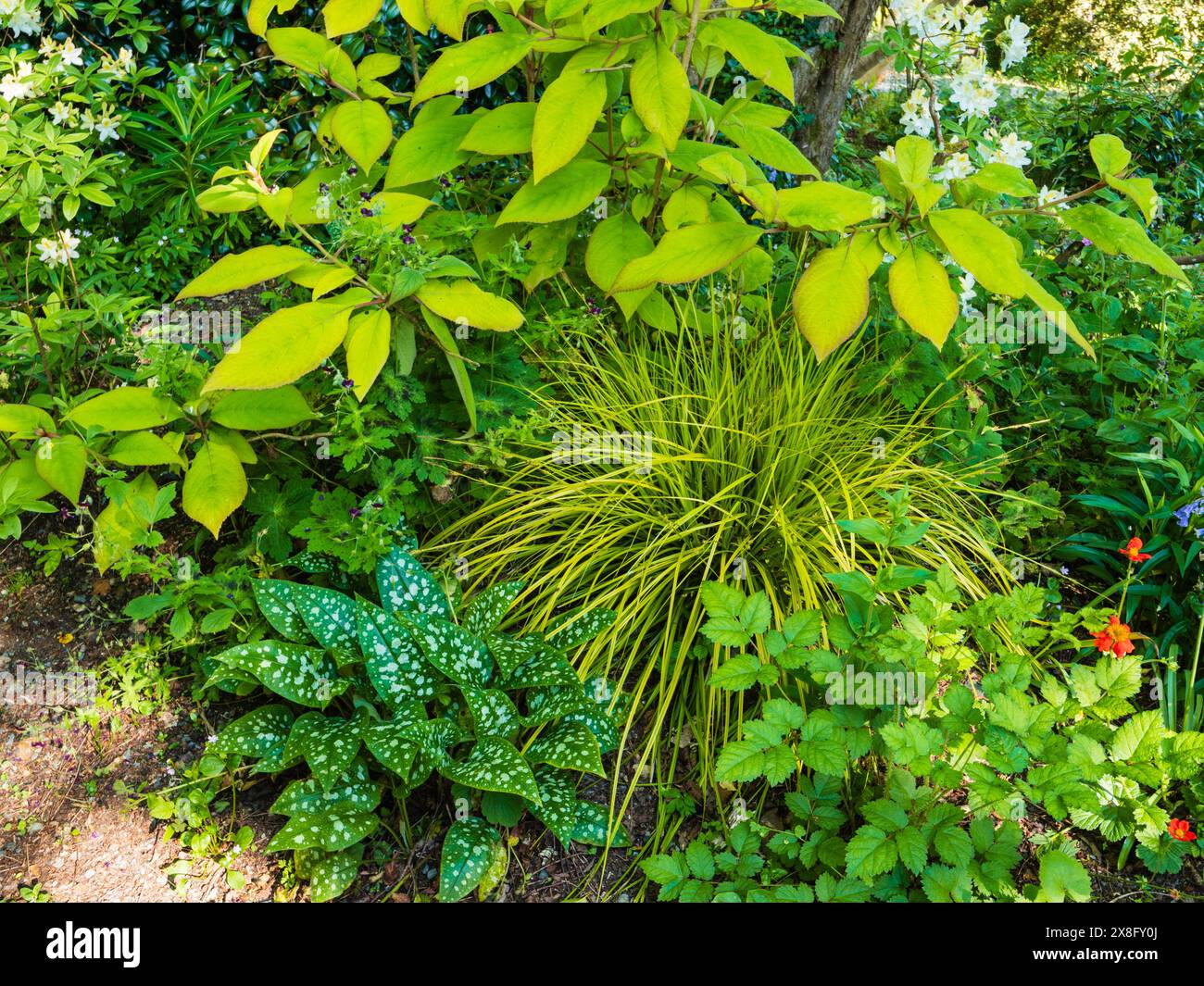 Hardy perennials including Carex elata 'Aurea' and well spotted ...