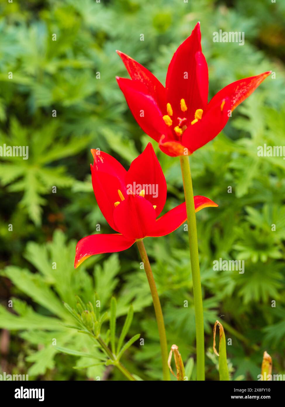 Red flowers of the late blooming hardy perennial pecies tulip, Tulipa ...
