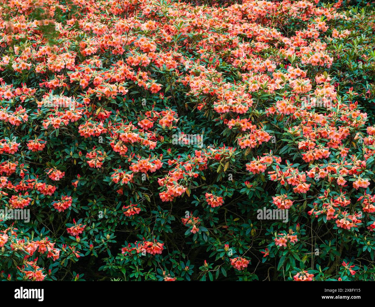 Massed, peach coloured spring flowers of the hardy evergreen shrub ...