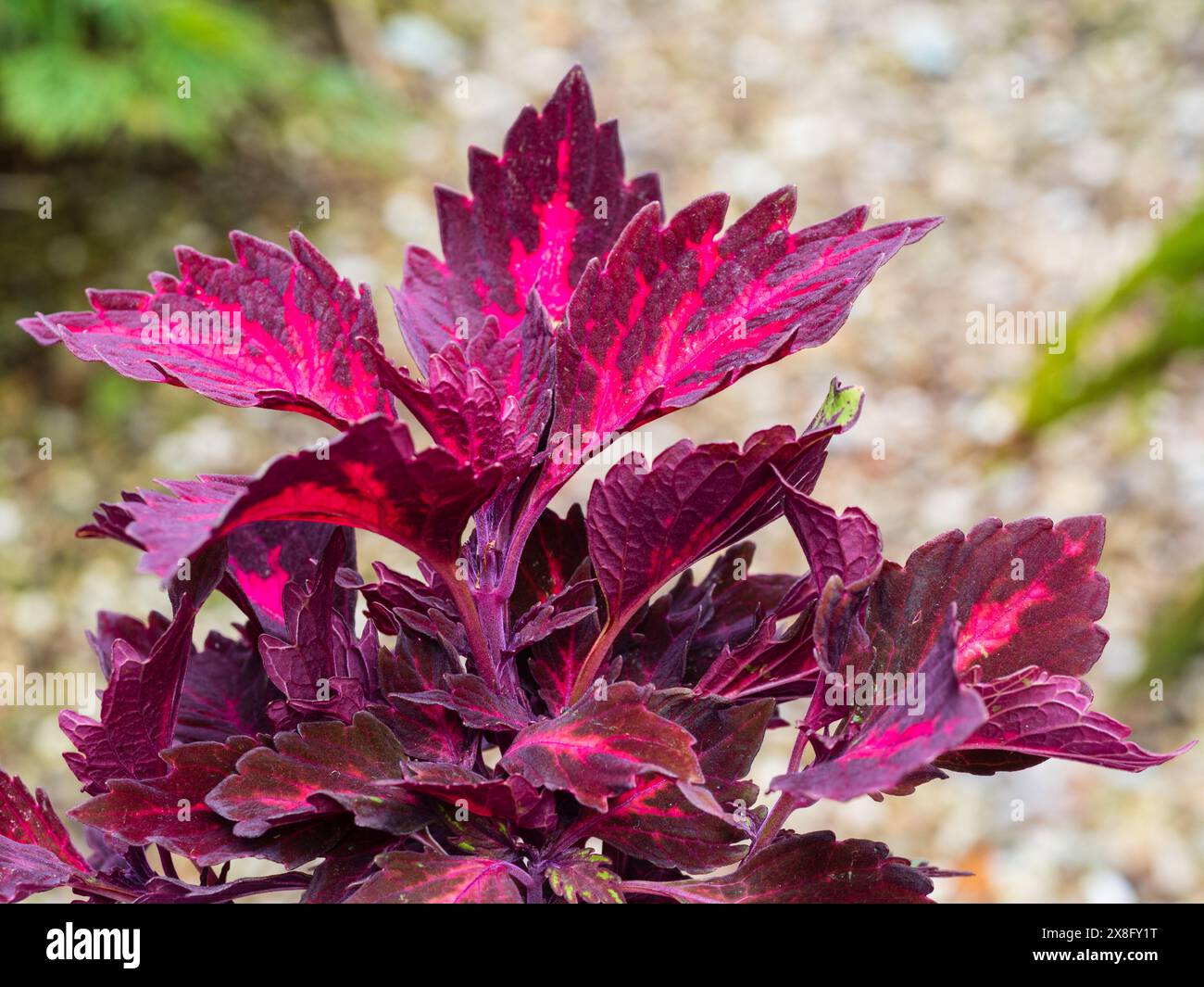 Coleus royalty hi-res stock photography and images - Alamy
