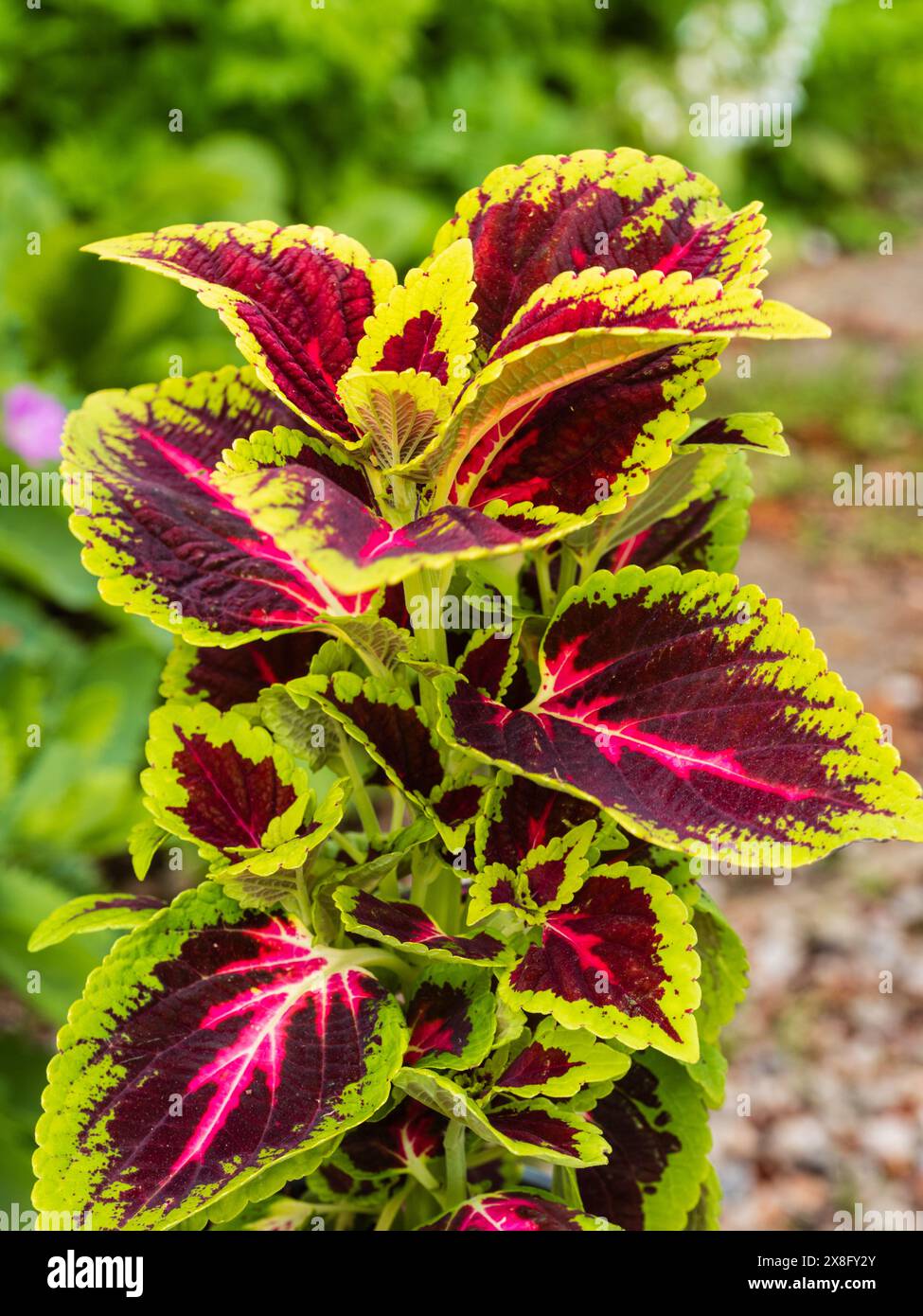 Coleus alligator alley hi-res stock photography and images - Alamy