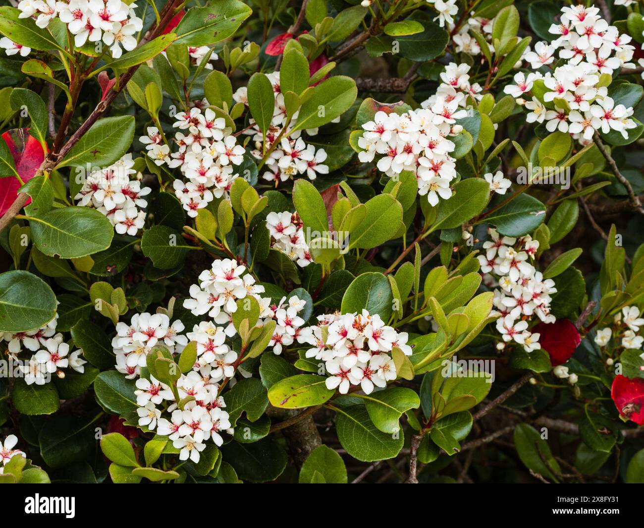 White, early summer flowers of the evergreen Yeddo hawthorn shrub ...