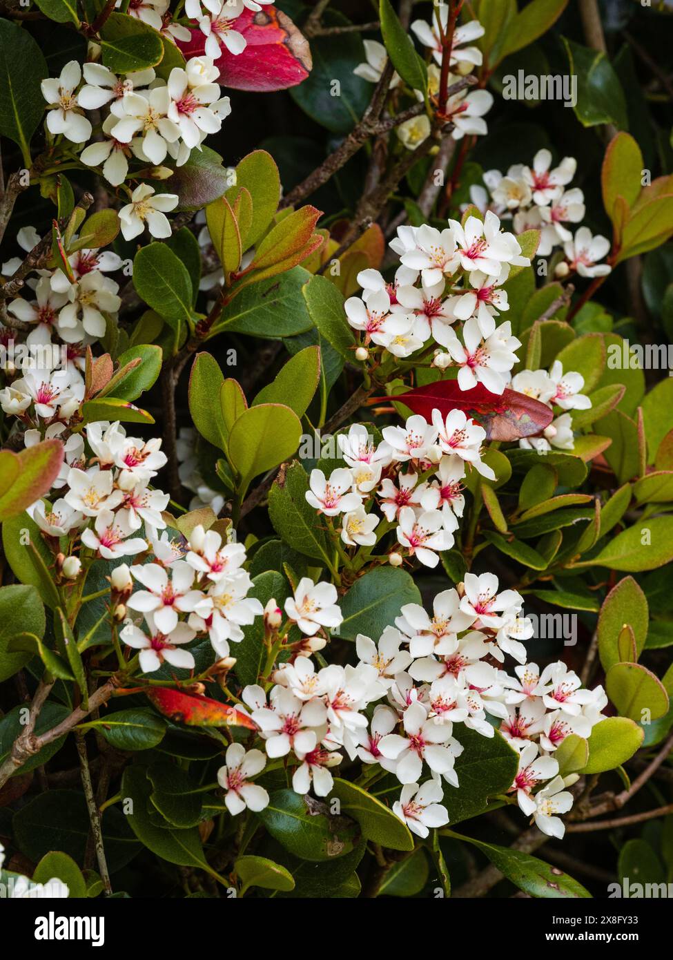White, early summer flowers of the evergreen Yeddo hawthorn shrub ...