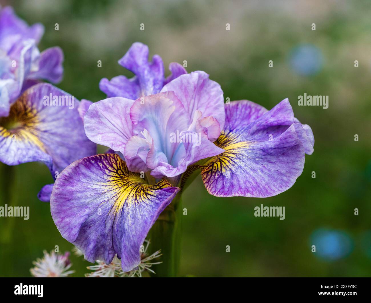 Lavender blue late spring flower of the hardy perennial Siberian iris ...
