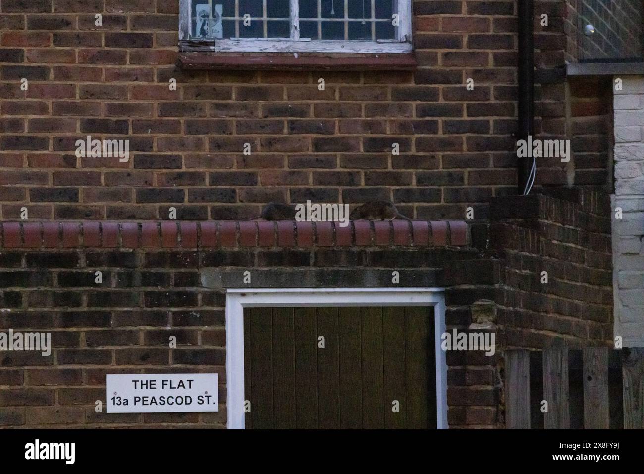 Berkshire rats hi-res stock photography and images - Alamy