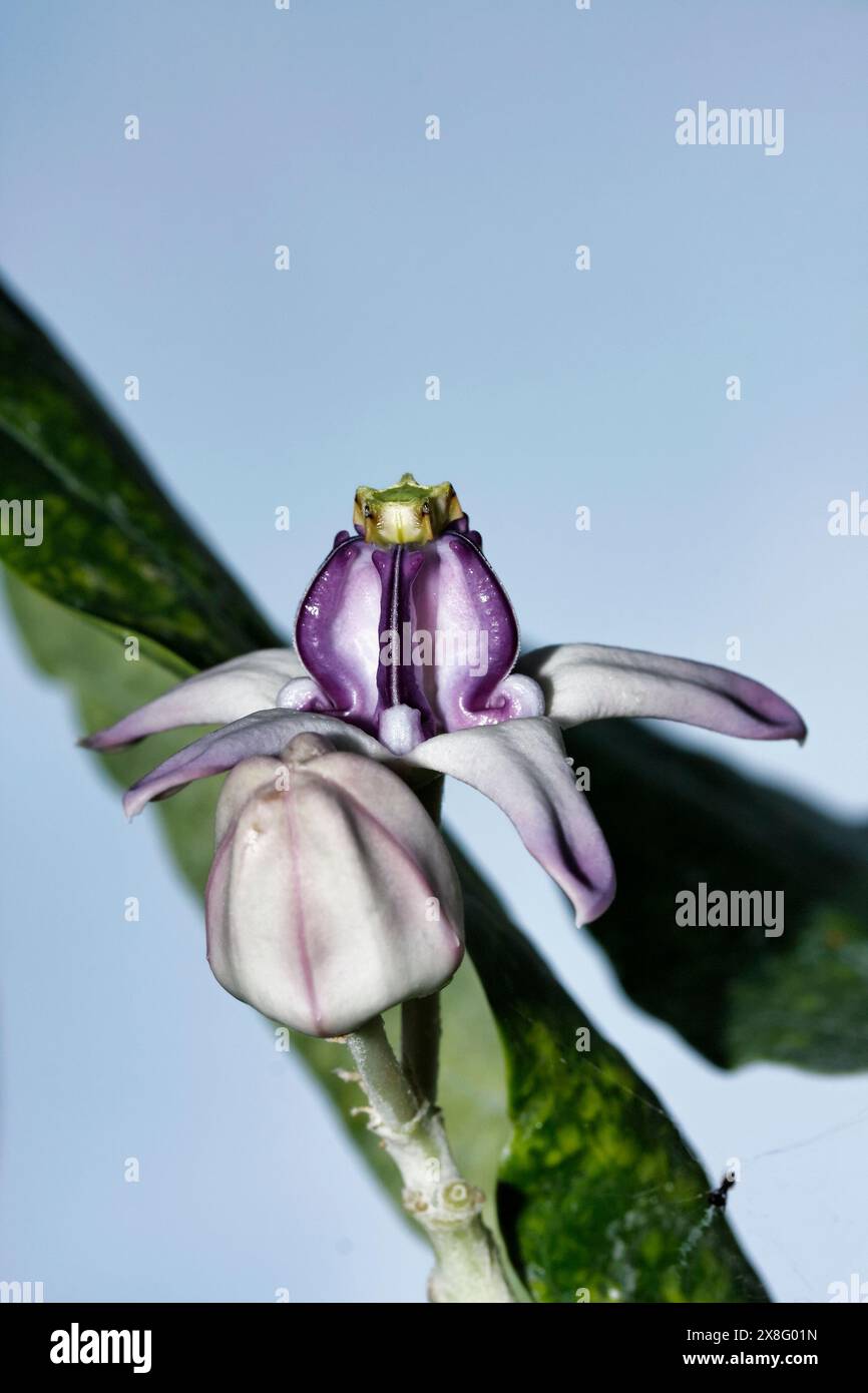 Thailand, Koh Samui, orchid flowers (Orchis sp Stock Photo - Alamy