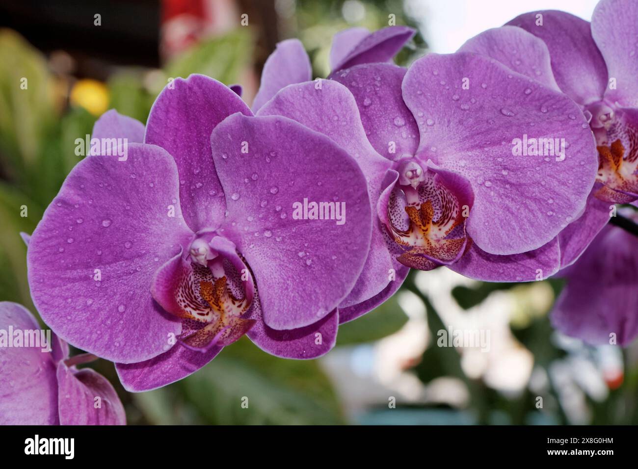 Thailand, Koh Samui, orchid flowers (Orchis sp Stock Photo - Alamy