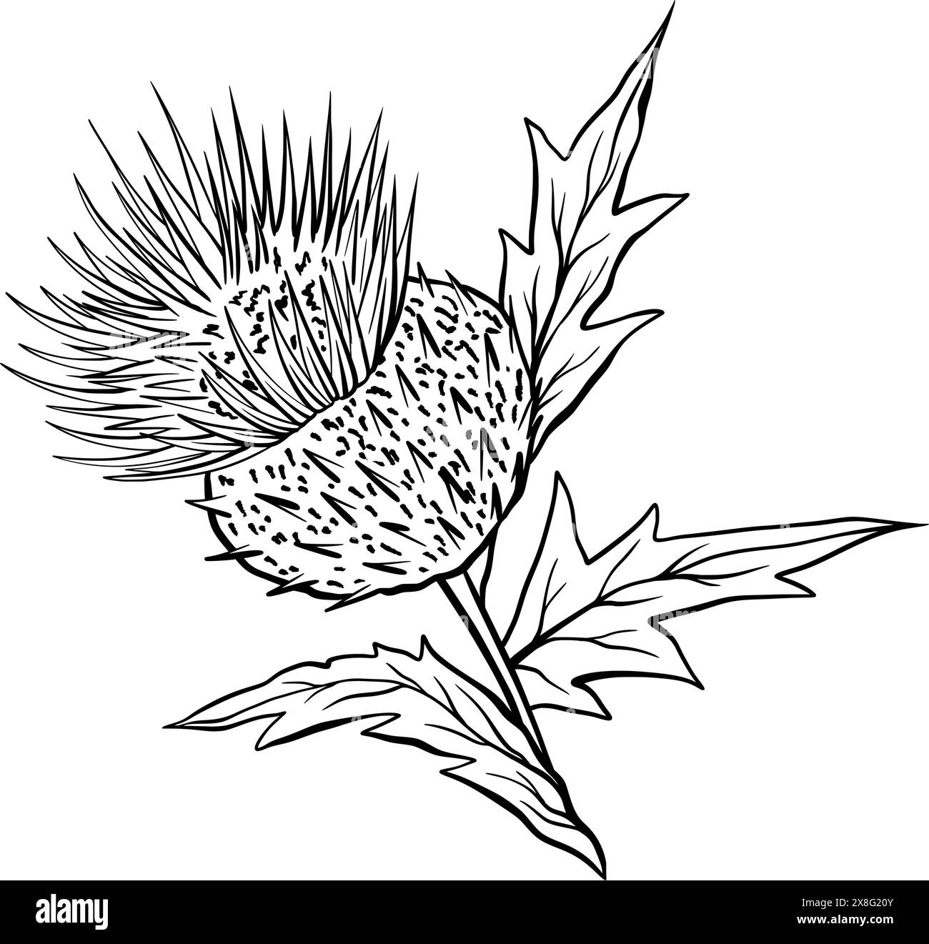 Black and White Sketch of Thistle Flowers, Line Art Vector Herbal Plant ...