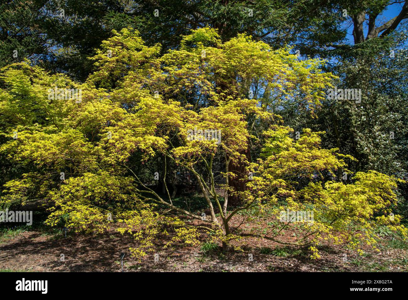 Acer palmatum 'Aureum' tree Stock Photo - Alamy