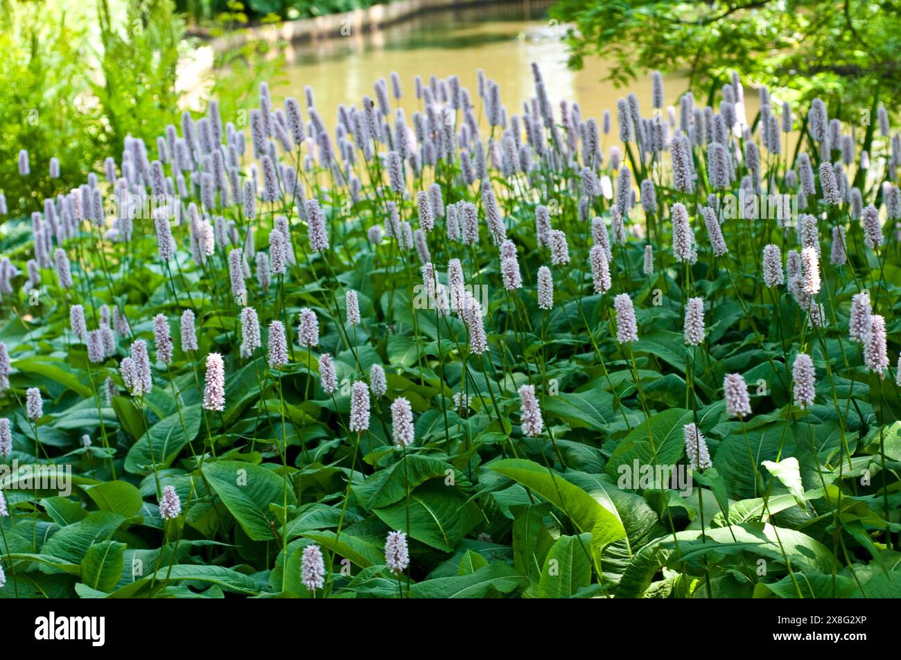 Persicaria bistorta, bistort, common bistort Stock Photo - Alamy