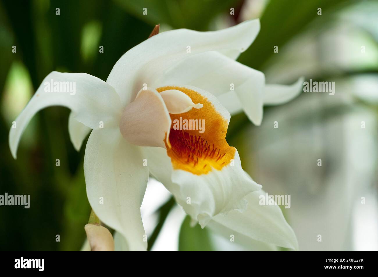 Lycaste hi-res stock photography and images - Alamy