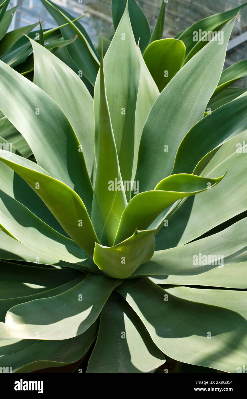 Agave attenuata plant Stock Photo - Alamy