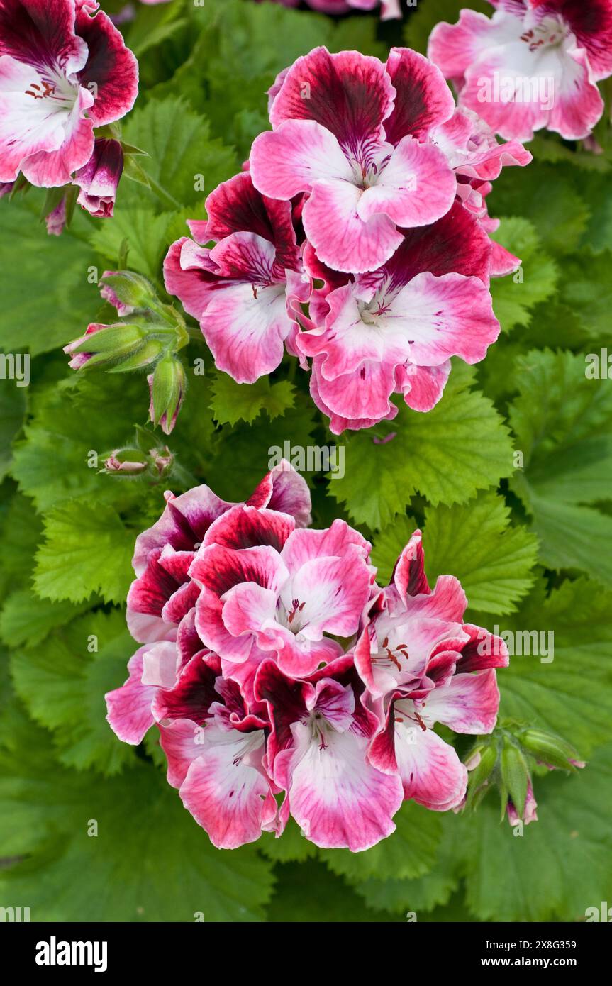 Pelargonium 'Royal Princess' Stock Photo - Alamy