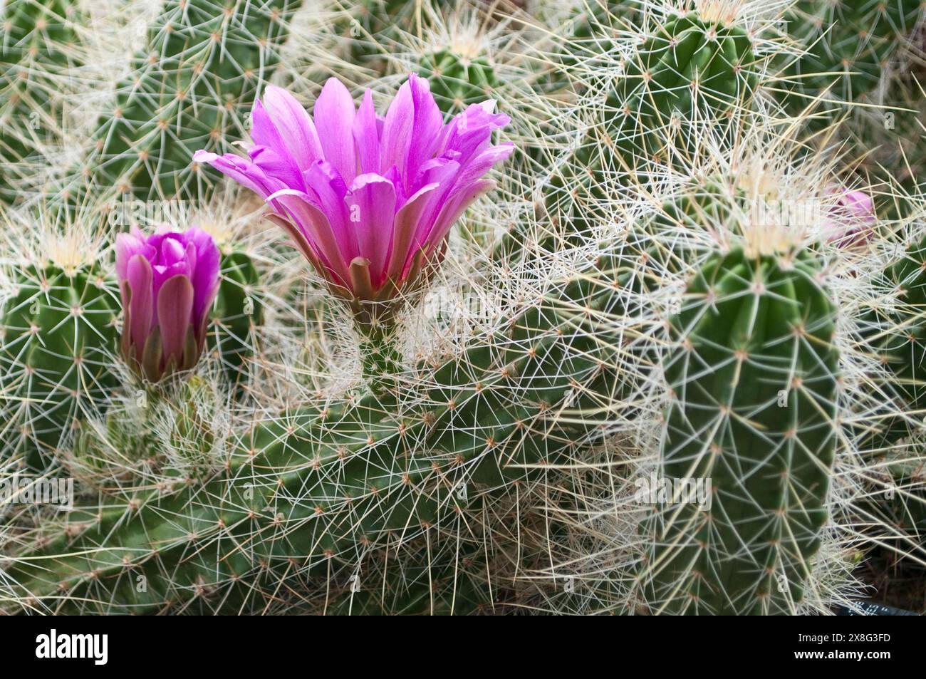 Flowering cactus, Princes of Wales Conservatory, Kew Royal Botanic ...