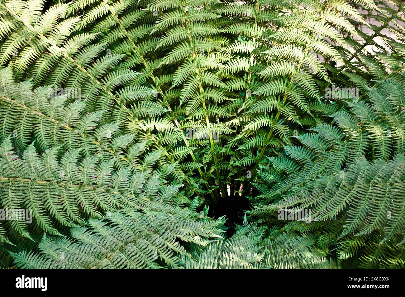 Dicksonia Antarctica, Soft Tree Fern, Man Fern or Tasmanian Tree Fern ...