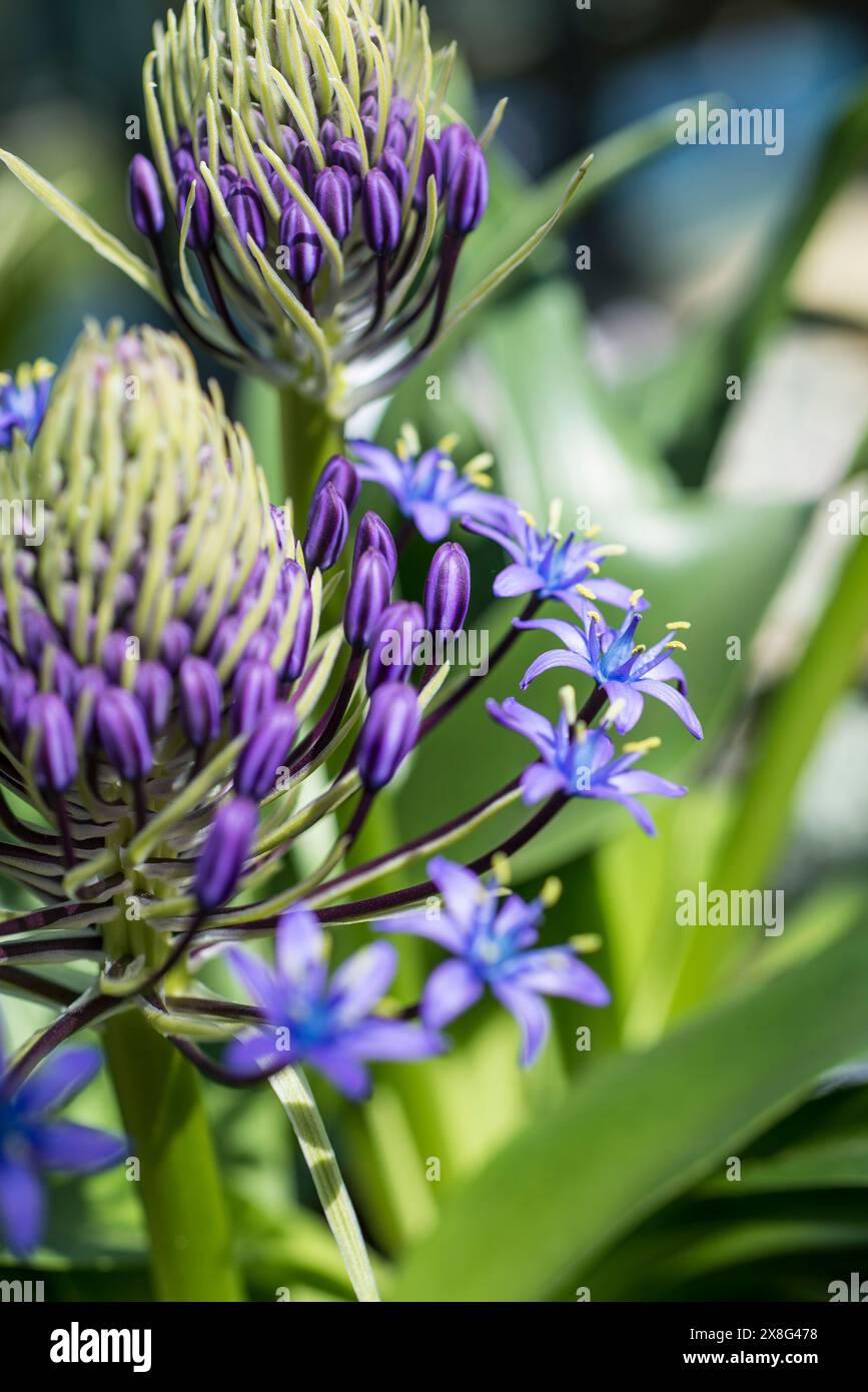 Scilla peruvian hi-res stock photography and images - Alamy