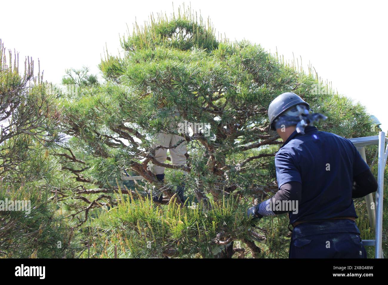 Japanese tree pruning hi-res stock photography and images - Alamy