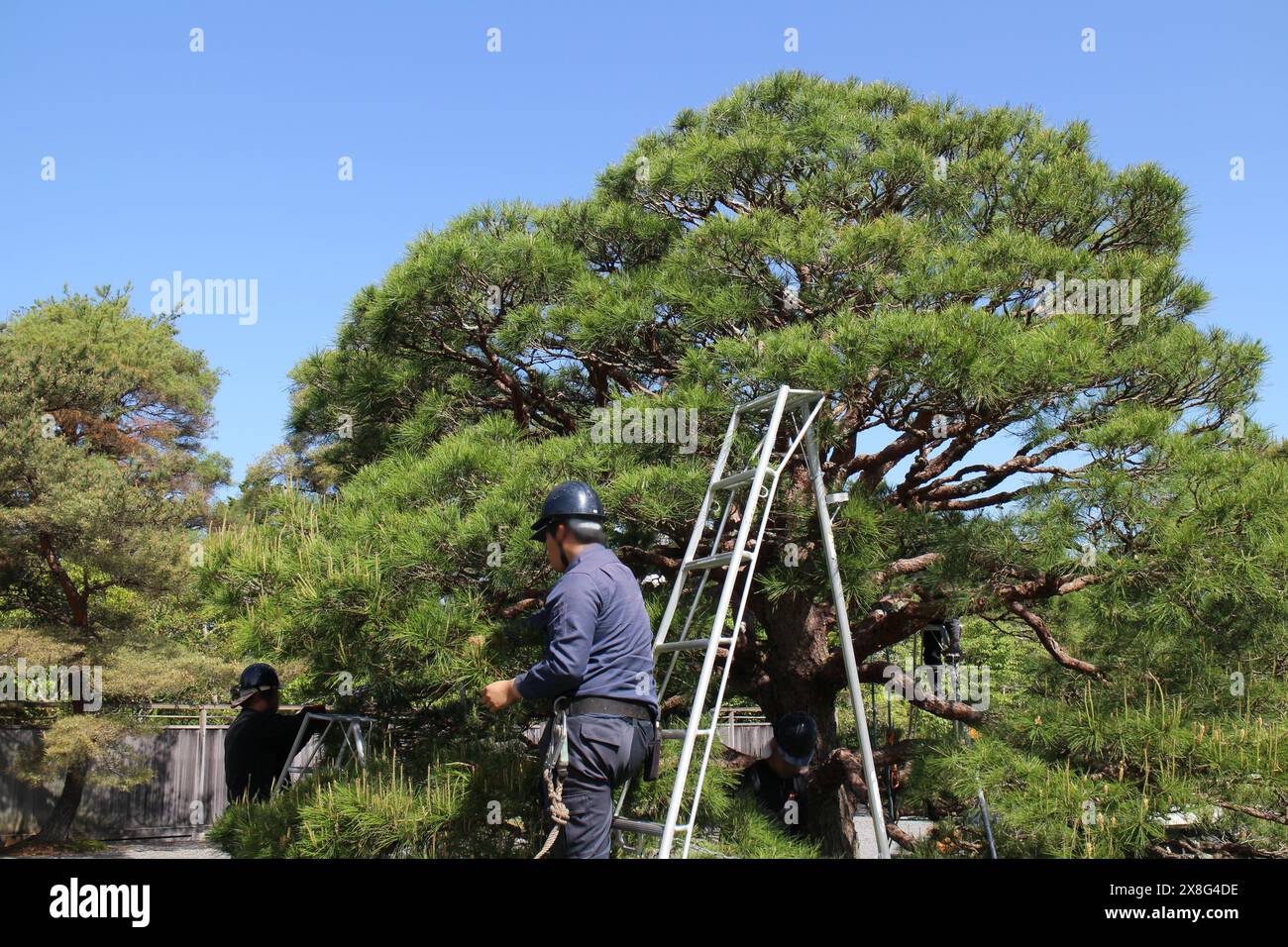 Japanese tree pruning hi-res stock photography and images - Alamy