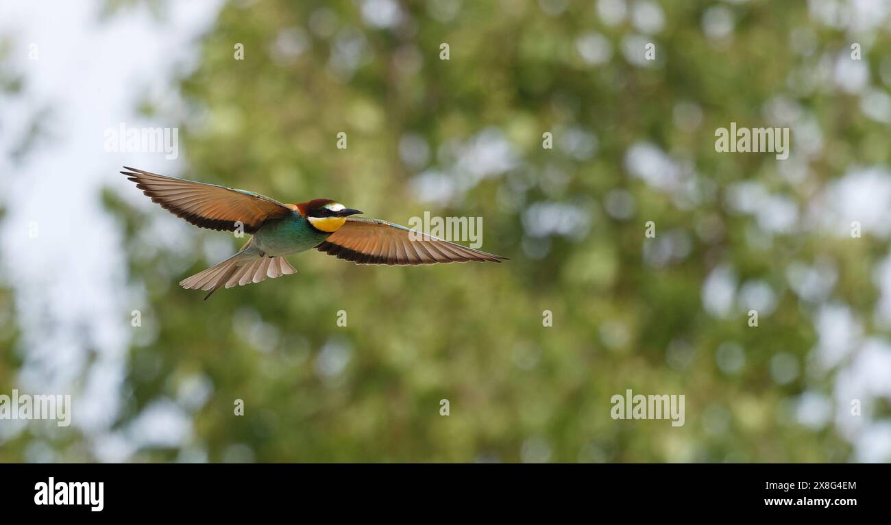 European Bee-eater in flight Stock Photo - Alamy