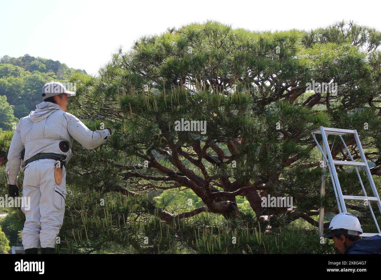 Japanese tree pruning hi-res stock photography and images - Alamy