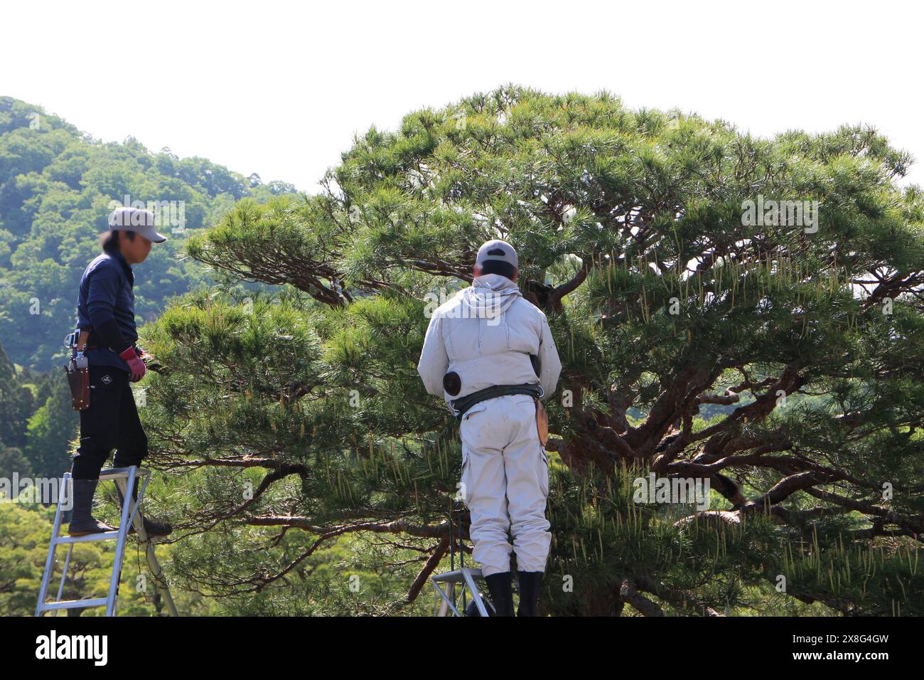 Japanese pine kyoto tree hi-res stock photography and images - Alamy