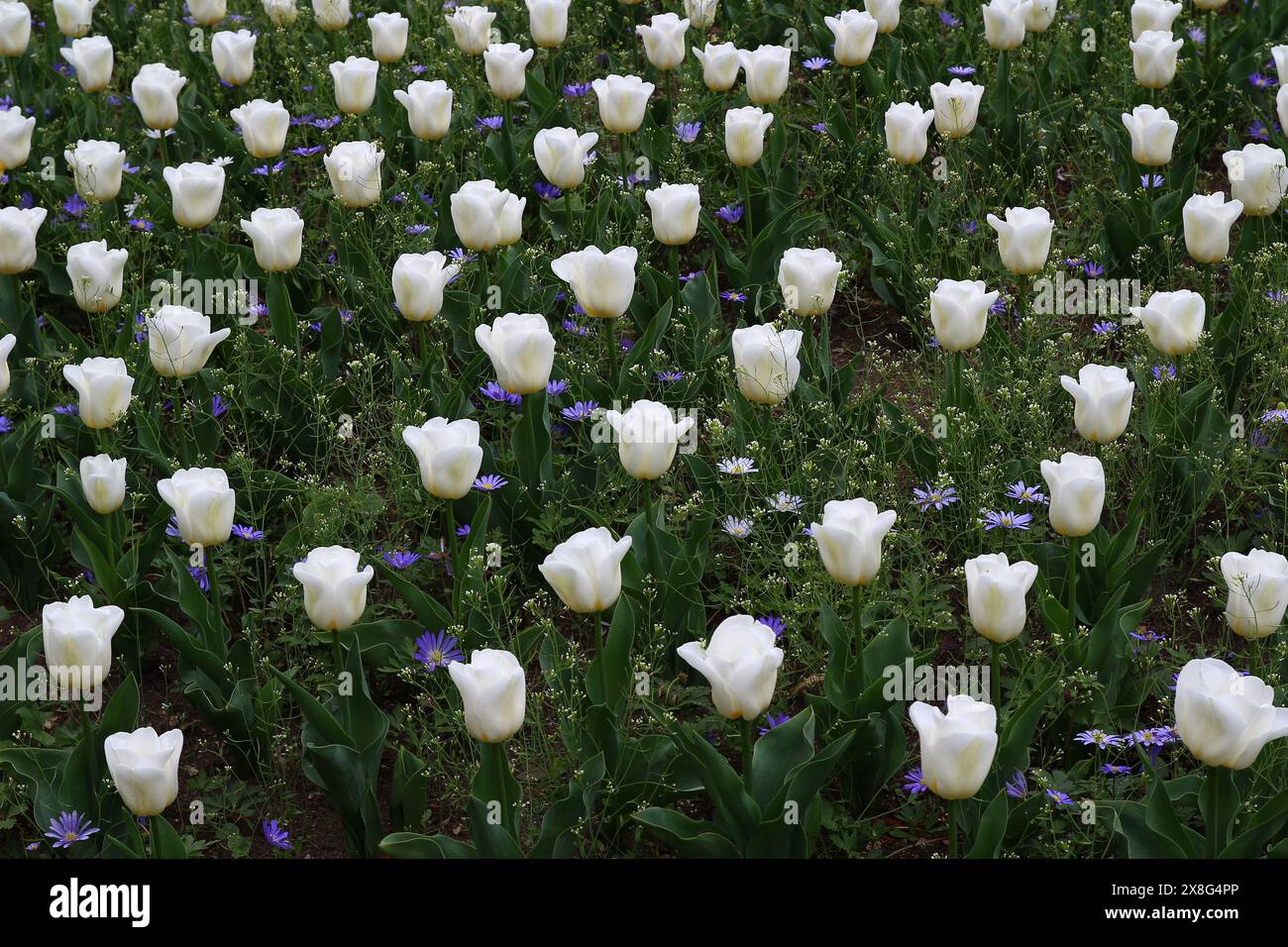 Alignment of white tulips in the Botanical Gardens of Villa Taranto ...