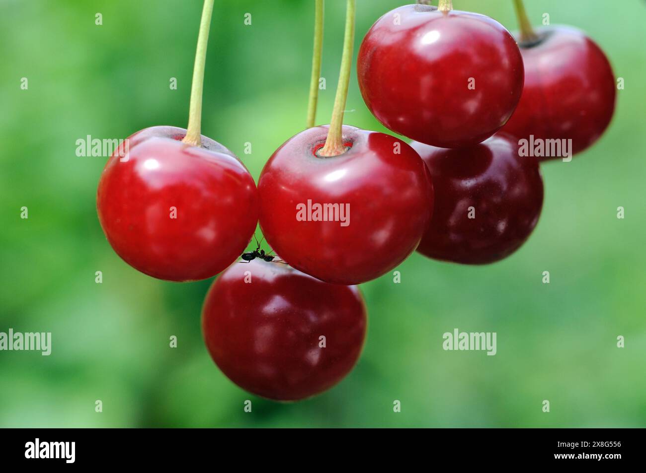 Ant cluster hi-res stock photography and images - Alamy