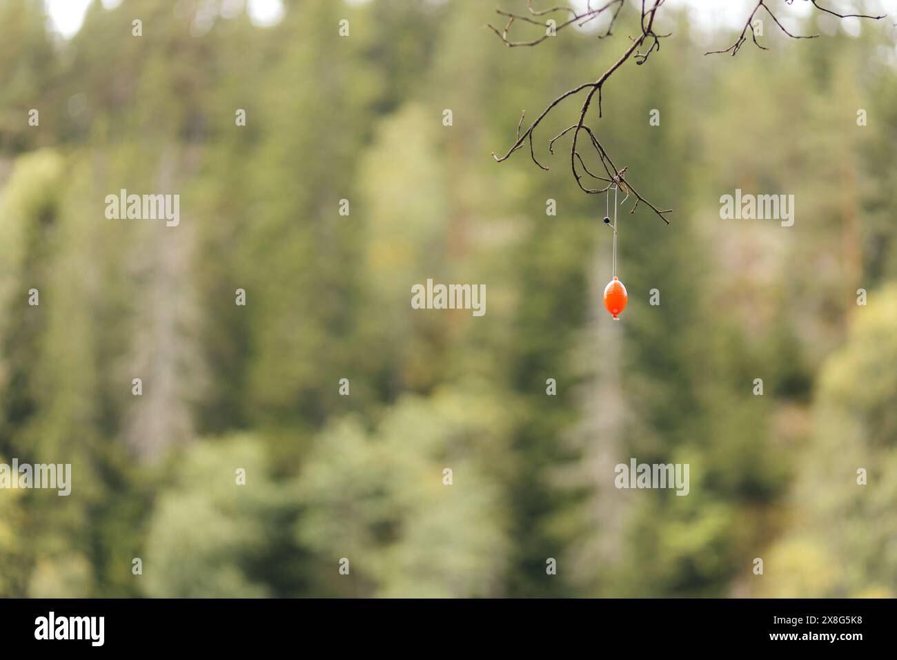 A red fishing float hanging from a tree branch - result of a mistimed ...
