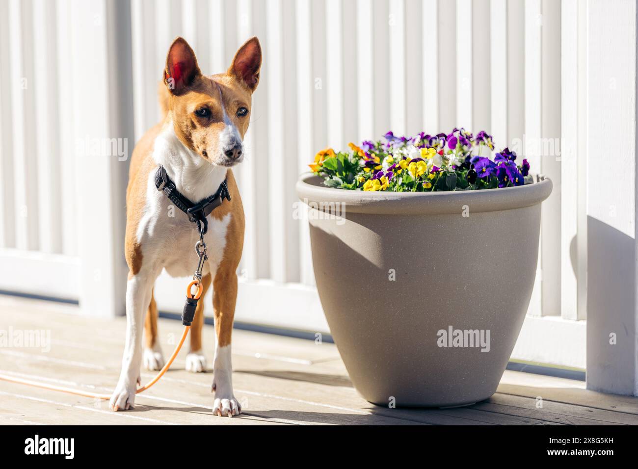 Light brown and white Basenji dog standing next to a flower pot on a ...