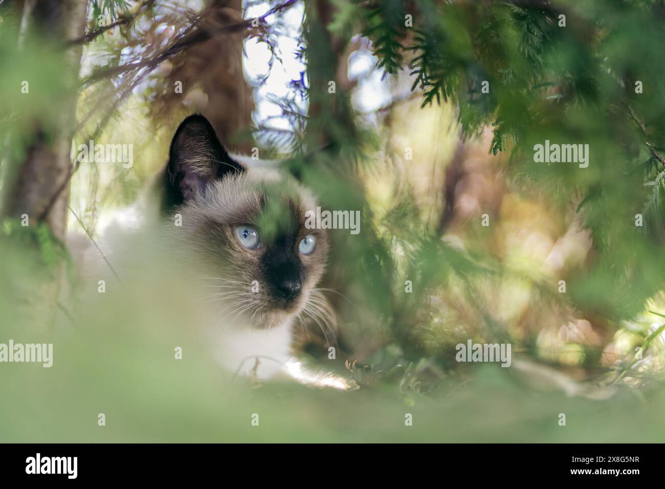 Siamese cat laying down between bushes during summer in the shade ...