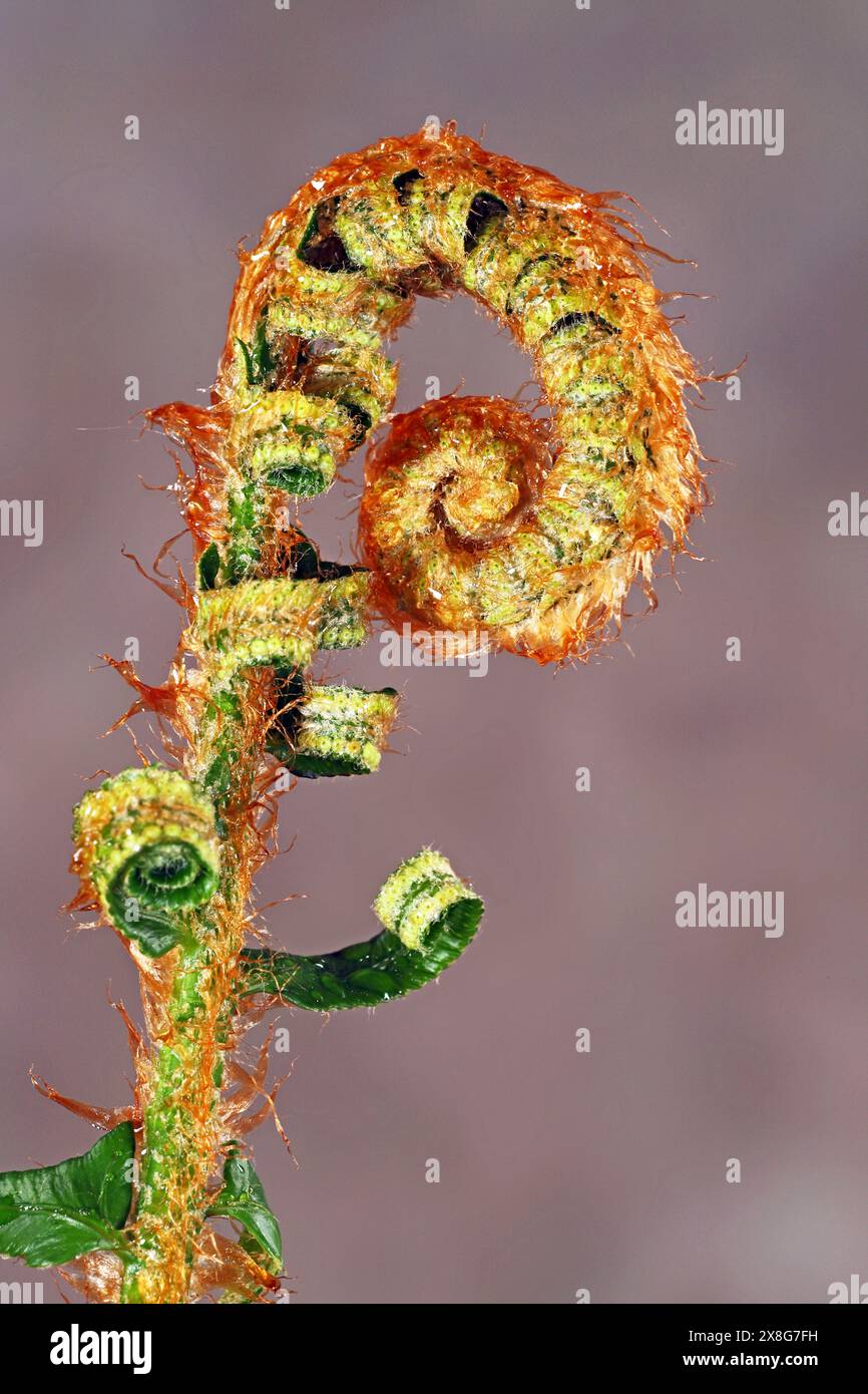 Detail of the fiddlehead of a bracken fern, Pteridium aquilinum, a ...