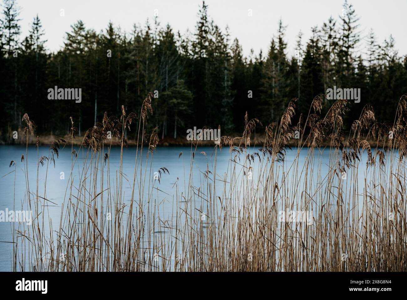 moor, swamp, lake, lakeside, mystic, landscape, nature, wallpaper Stock ...