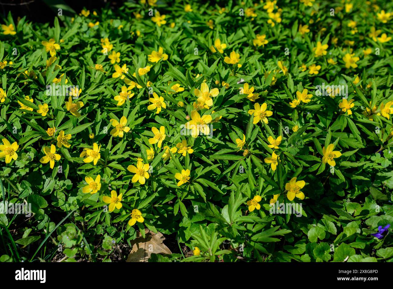 Close up of delicate yellow flowers of Ranunculus repens plant commonly ...