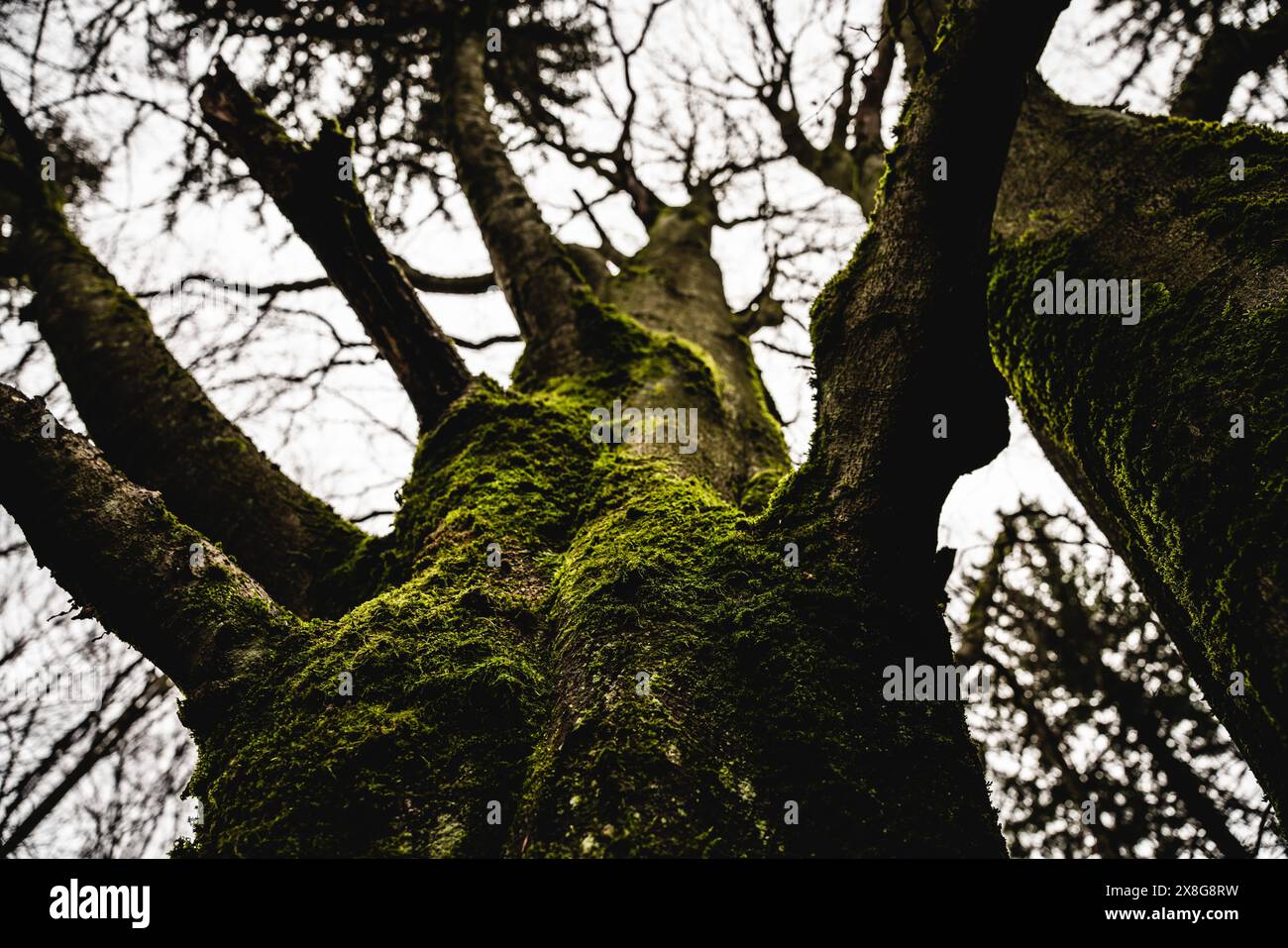 old tree, oak, moss, ancient, contemporary witnesses, tree, tree trunk ...