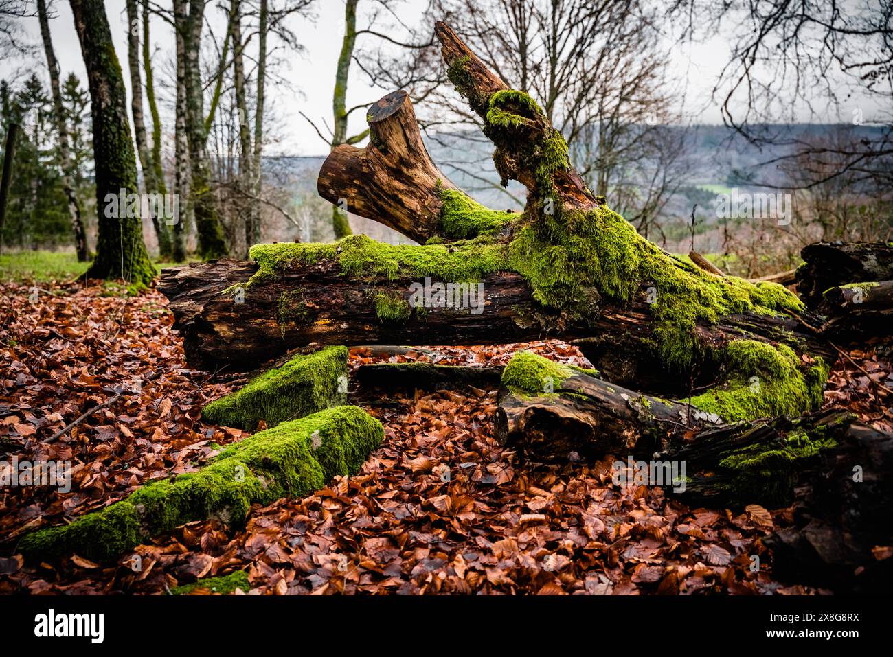old tree, oak, moss, ancient, contemporary witnesses, tree, tree trunk ...