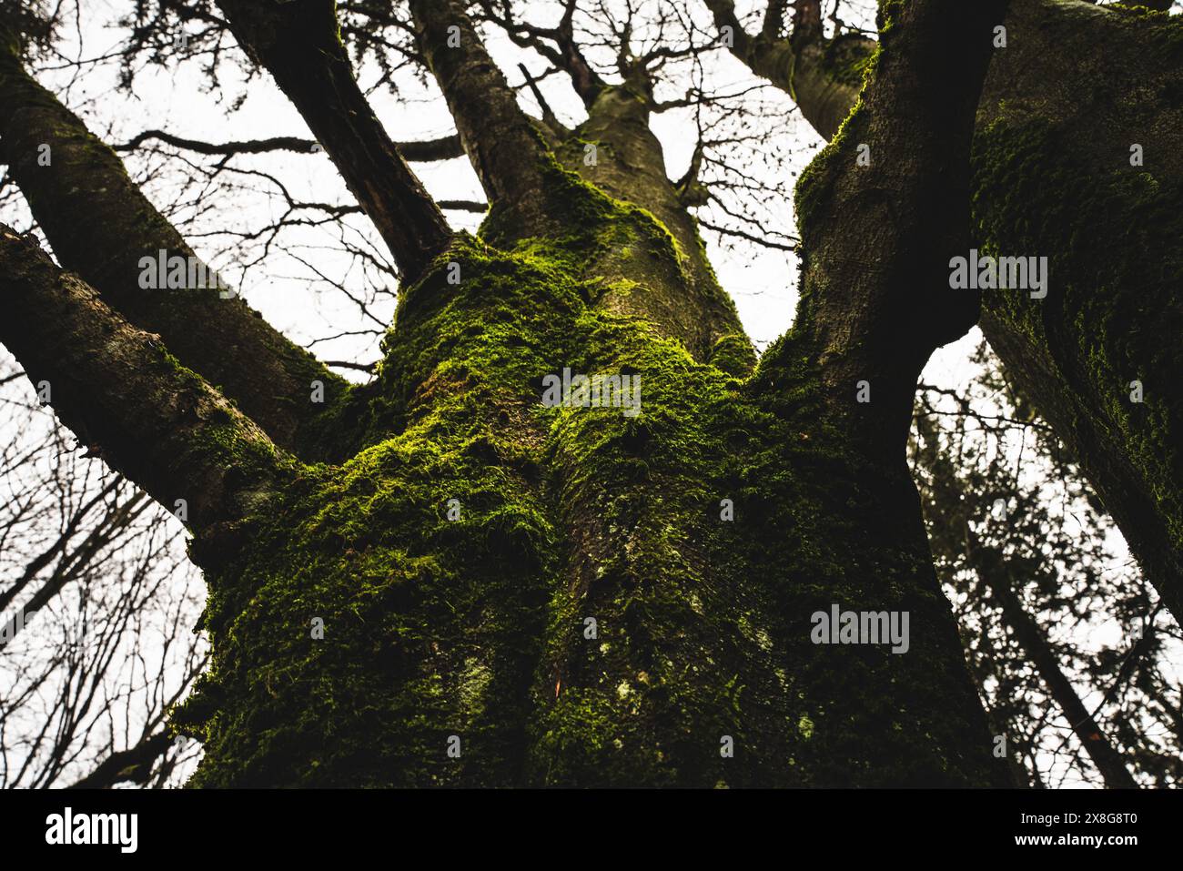 old tree, oak, moss, ancient, contemporary witnesses, tree, tree trunk ...