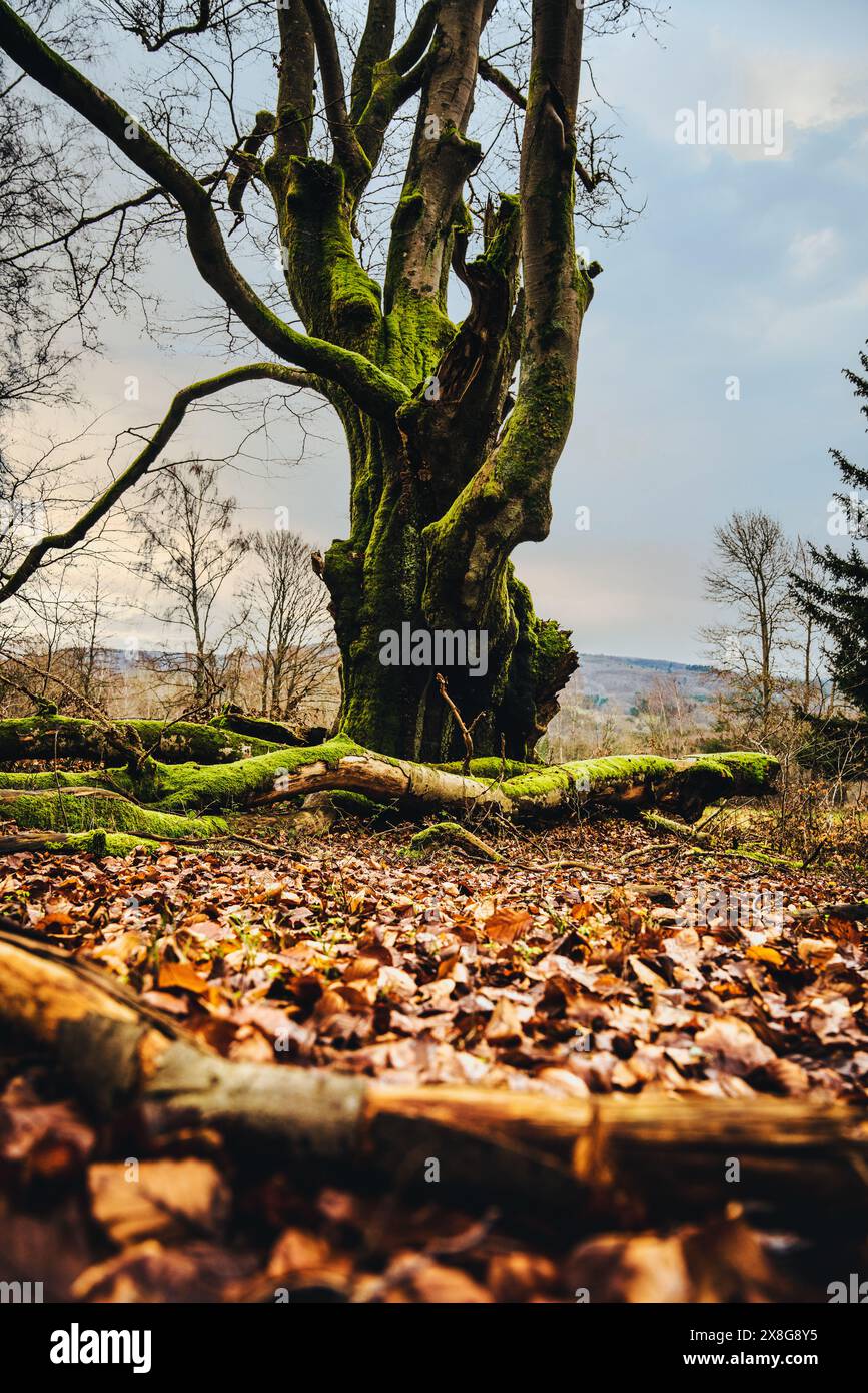 old tree, oak, moss, ancient, contemporary witnesses, tree, tree trunk ...