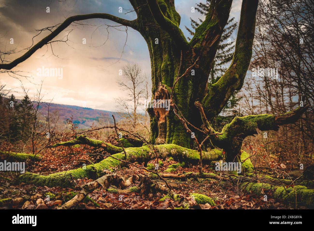old tree, oak, moss, ancient, contemporary witnesses, tree, tree trunk ...