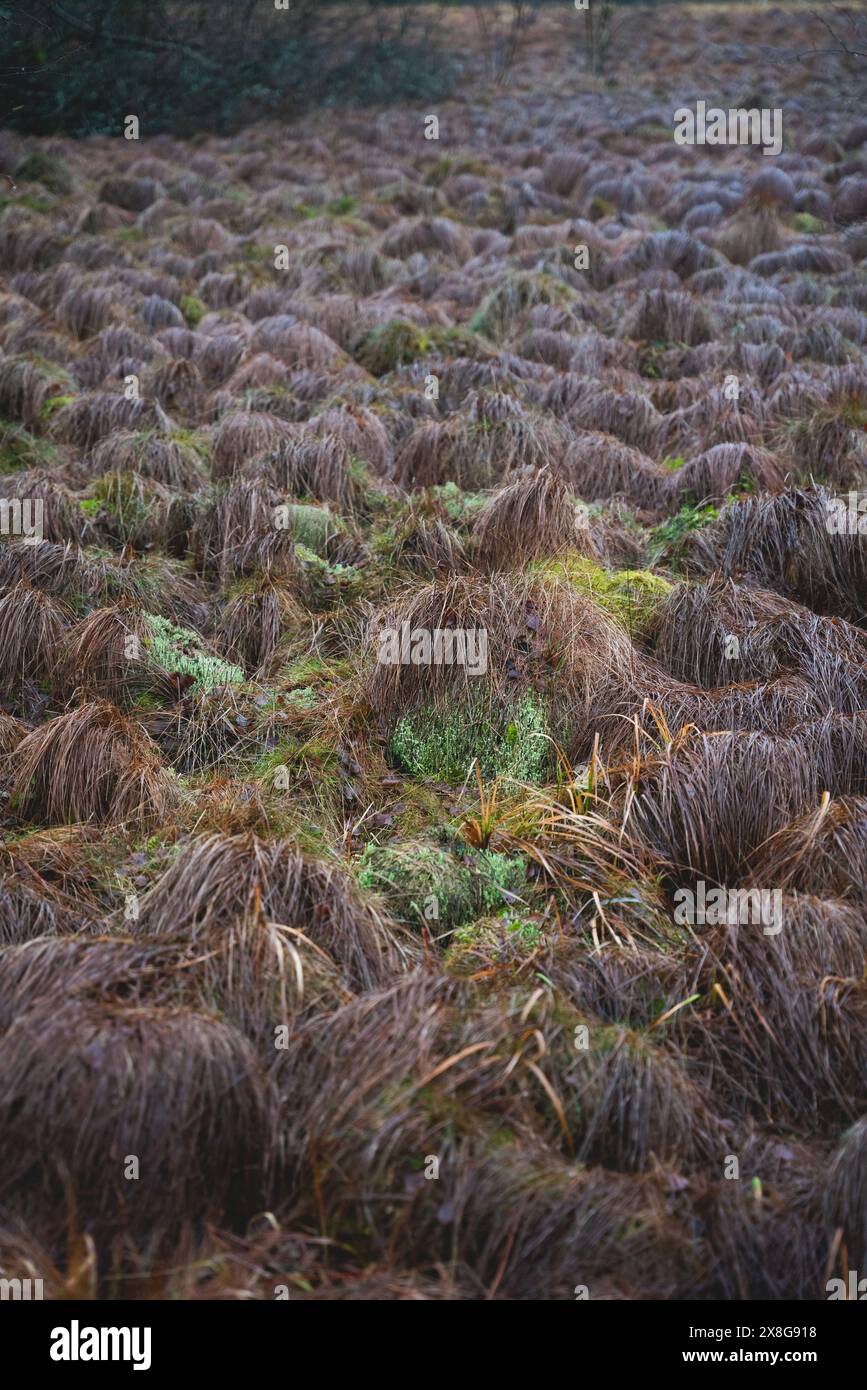 moor, swamp, lake, lakeside, mystic, landscape, nature, wallpaper Stock ...