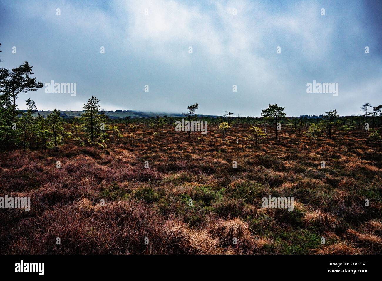 moor, swamp, lake, lakeside, mystic, landscape, nature, wallpaper Stock ...