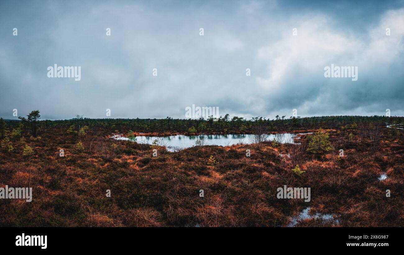 moor, swamp, lake, lakeside, mystic, landscape, nature, wallpaper Stock ...