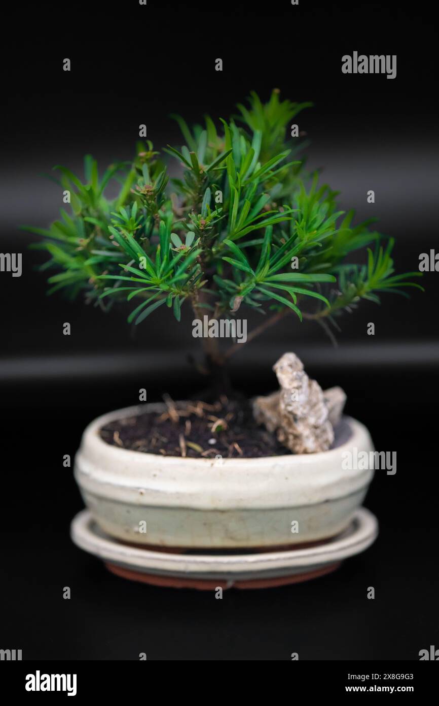 blossom, flower, bark, yew, bonsai trees, bonsai tree, planting ...