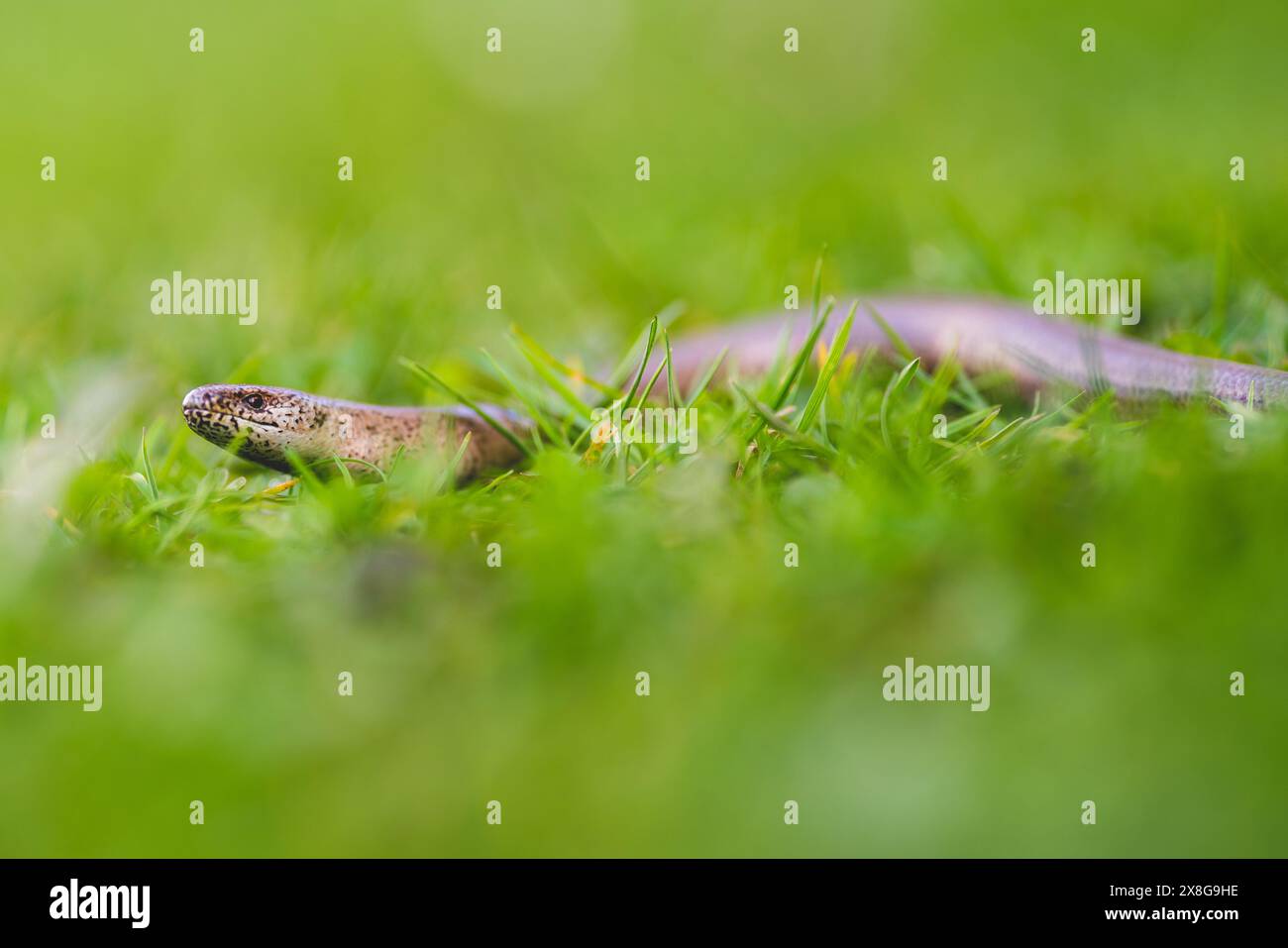 slowworm, lizard, snake, creep, garden, snakes, lizards, reptile ...