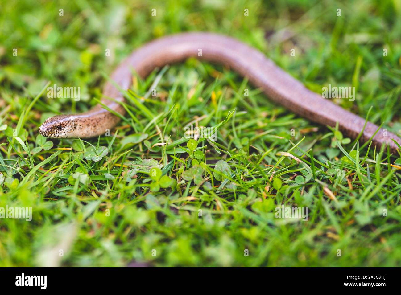 slowworm, lizard, snake, creep, garden, snakes, lizards, reptile ...